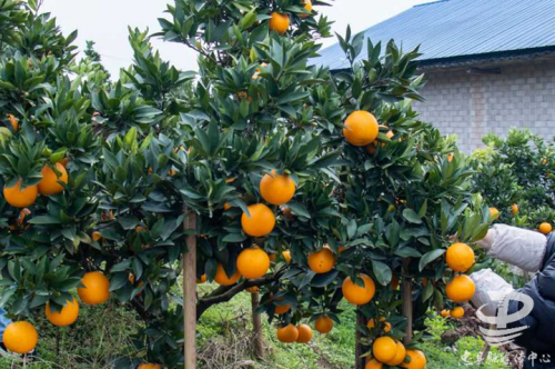 忠县永丰镇：柑橘丰收 市民体验采摘乐-重庆日报